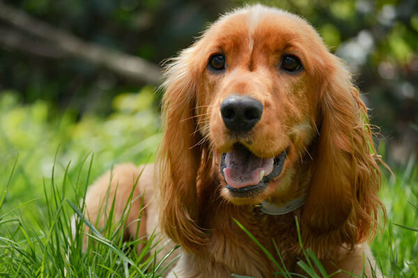 9 Anjing Terbaik Untuk Anak Anda Menurut Cesar Milan