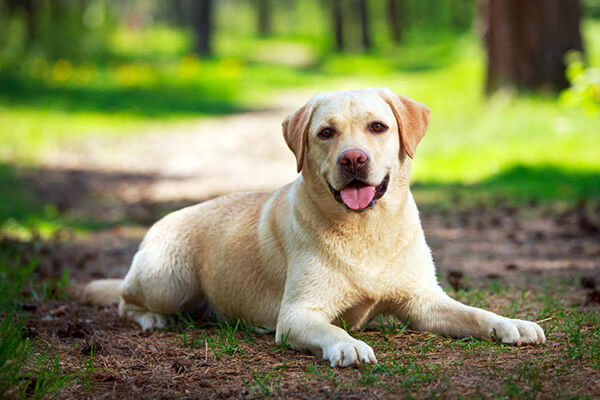 9 Anjing Terbaik Untuk Anak Anda Menurut Cesar Milan
